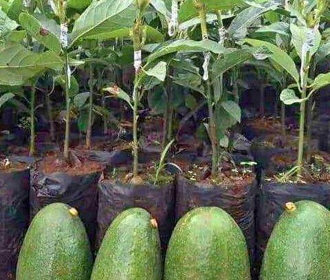 grafted cardinal avocado | Lazada PH