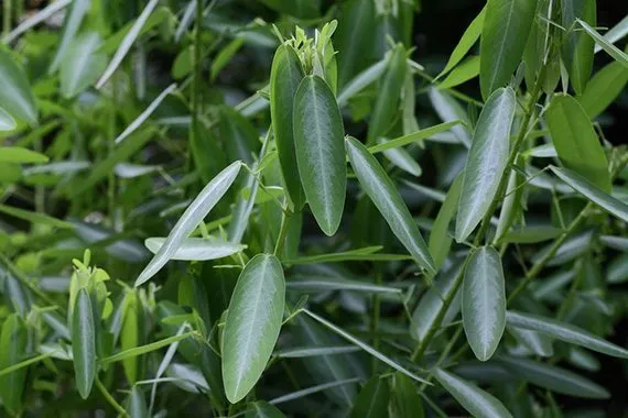 10 เมล็ด ช้อยนางรำ (ต้นไม้เต้นได้) - Telegraph plant (Codariocalyx ...