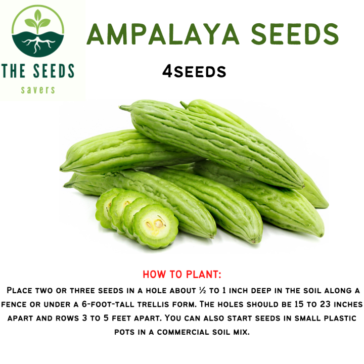 AMPALAYA LONG SEEDS - 4seeds | Lazada PH