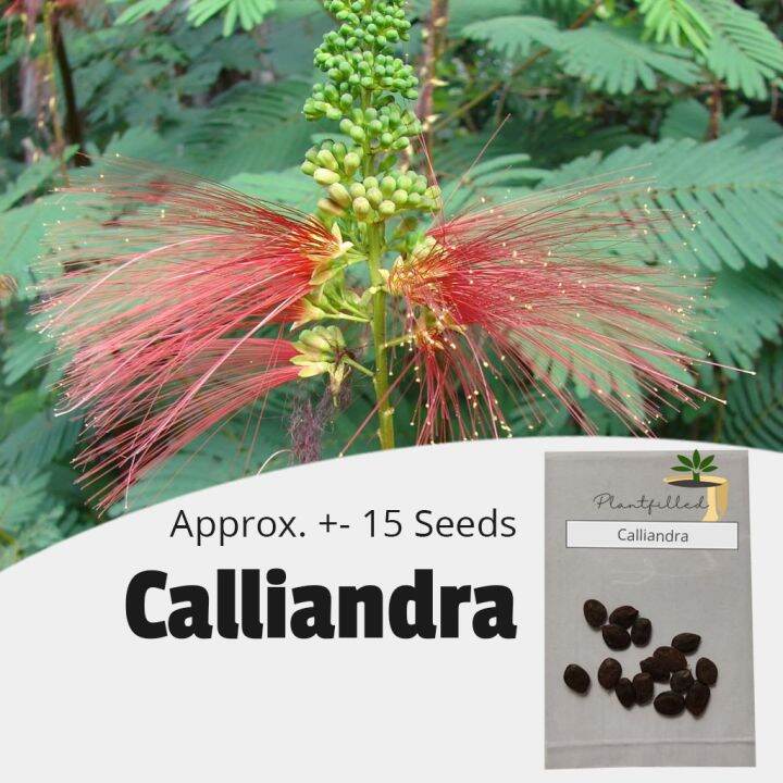 (It's a seed, not a plant!)[Plantfilled] Calliandra Seeds for Planting ...