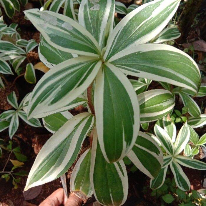 pohon hias pacing pentul varigata - pohon pacing pentul varigata ...