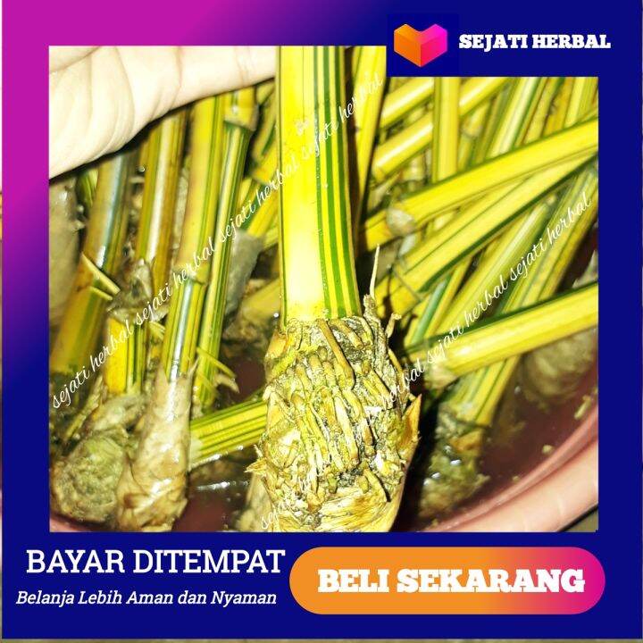 Bambu kuning penangkal setan Bambu kuning Bambu kuning hias Bambu ...