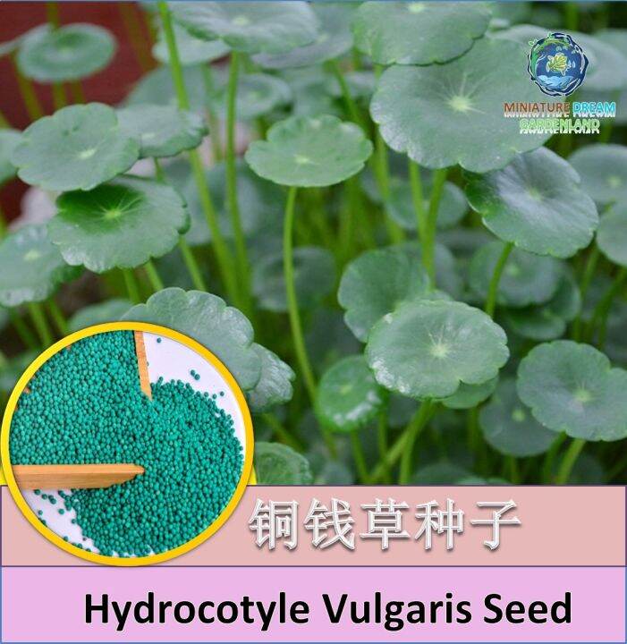 【Ready Stock\现货】Hydrocotyle Vulgaris Seed Hydroponic Plant 铜钱草草籽种子 ...