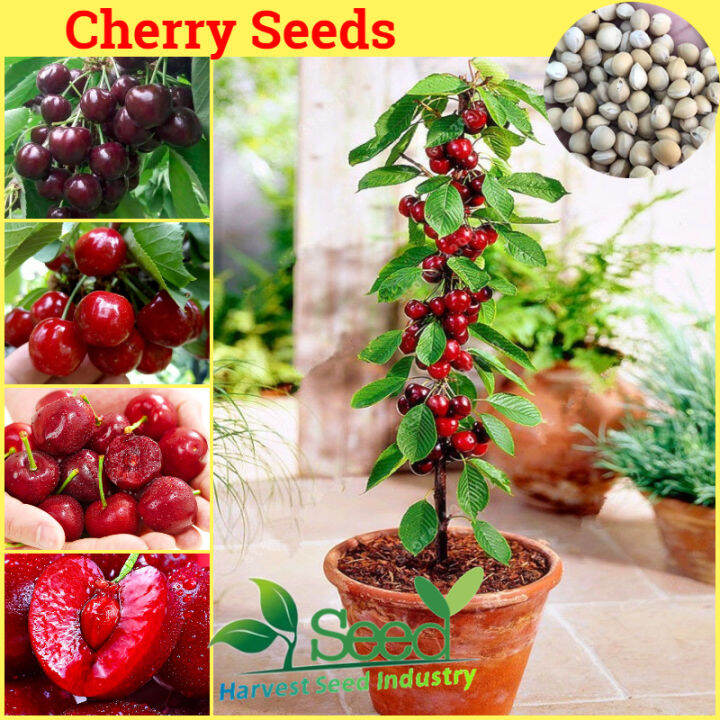 [Easy to grow] Sweet Cherry Seeds for Planting (30 Seeds Per Pck) Benih ...