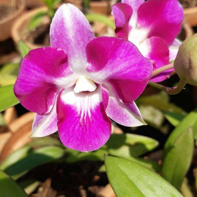 Anggrek dendro mini king dragon | Lazada Indonesia