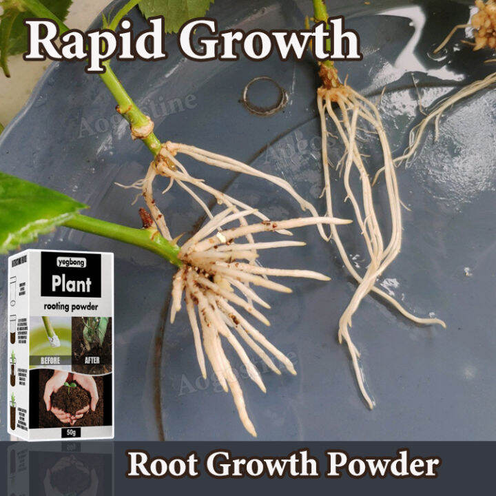 Rapid Rooting Powder Plant Growth Powder for Succulent Cactus All Types ...