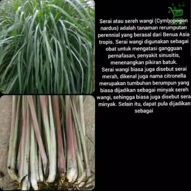 tanaman herbal serai wangi atau sereh merah | Lazada Indonesia