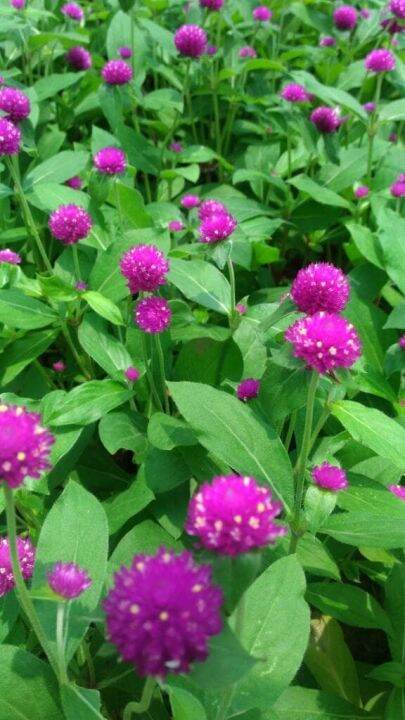 Pohon Bunga Kancing | Lazada Indonesia