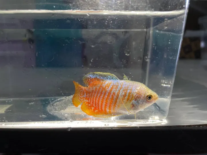 BORONG IKAN SEPAT LILY 4 PCS PER PACK | Lazada