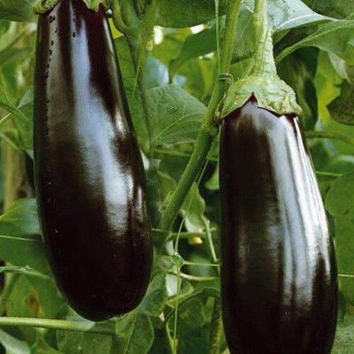 Eggplant seeds Diamond Vegetable Seed from Ukraine | Lazada PH