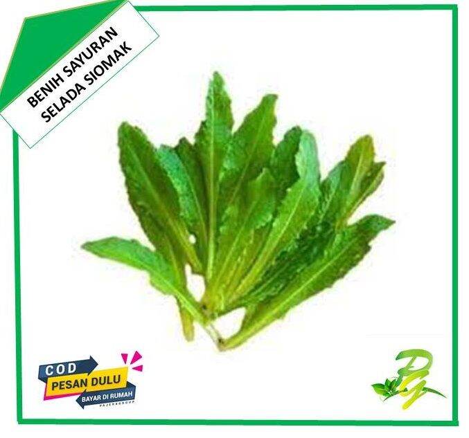 Benih Selada Siomak-Fumak-Selada Wangi | Lazada Indonesia