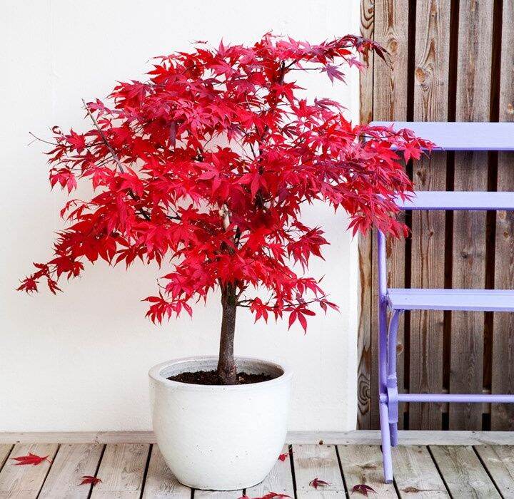 Anak Pokok Japanese Maple Merah Hiasan (Acer Rubrum) | Lazada