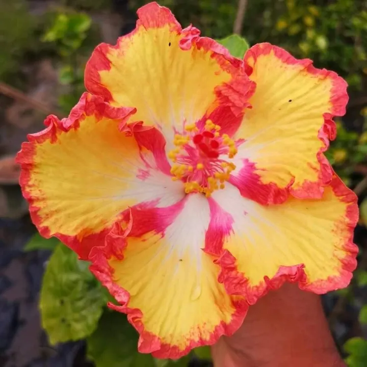 Bunga Raya Kuning Yellow Hibiscus Bunga Raya Hibrid Hibiscus - Nuch So ...