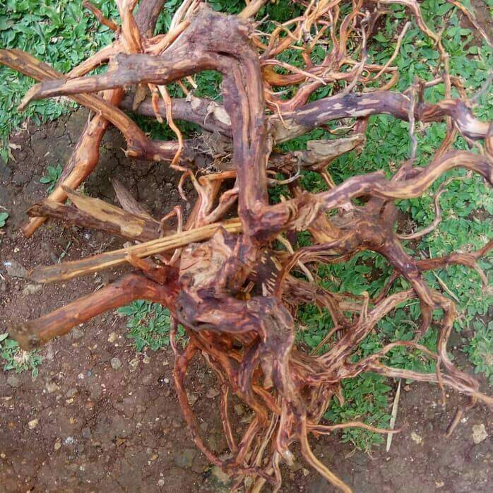 Akar aquascape, akar rasamala ukuran S | Lazada Indonesia