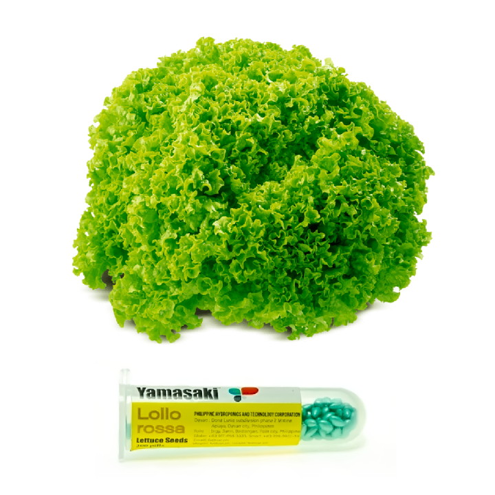 FV ZS commercial lettuce seeds 200 pills | Batavia romaine grand rapid ...