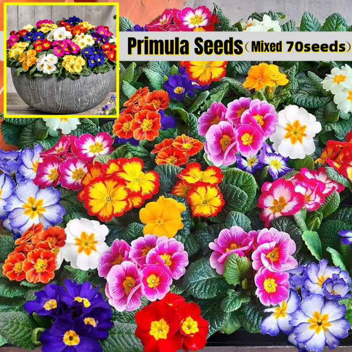 [Easy To Grow In The Philippine] 70pcs Mixcolor Primula Seeds for ...
