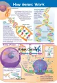 HOW GENES WORK Science Educational Laminated Wall Chart for your kids ...