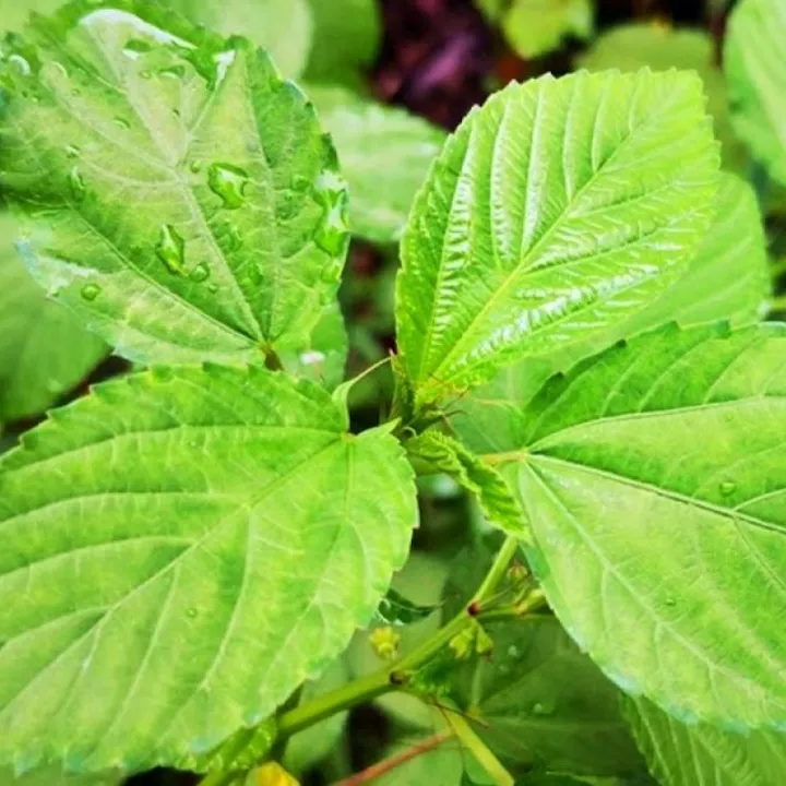 buy 1 take 1， 50 seeds (not plants)[Galaxy Seeds] Saluyot Seeds for ...