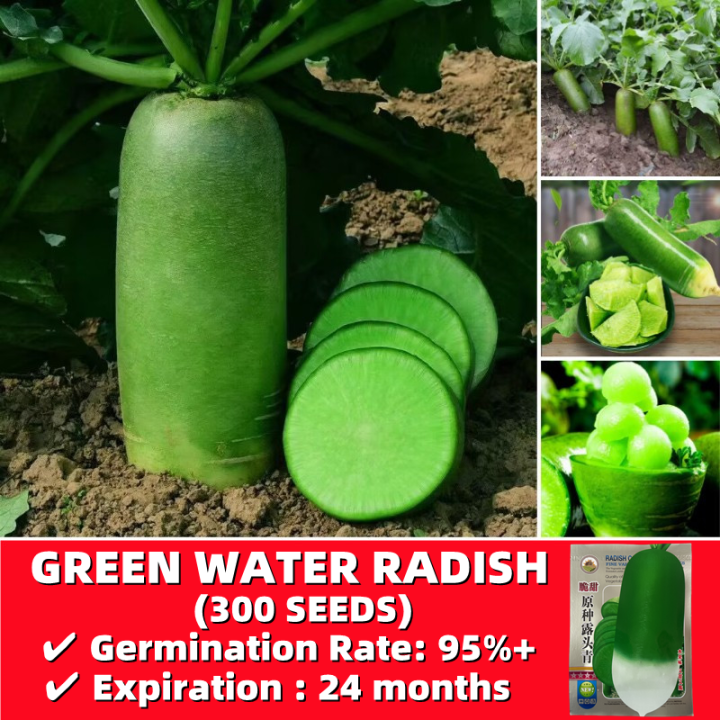 Organic Seeds Easy To Grow In Philippines - 300 Seeds High Yield Green ...