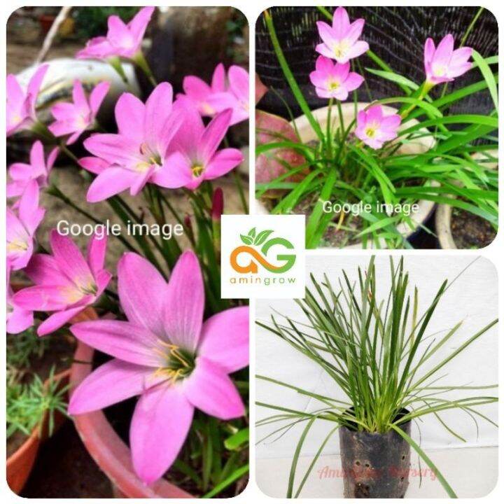 amingrow- 🌺Anak pokok lili hujan/rainlily (Zephyranthes sp.)- pokok ...