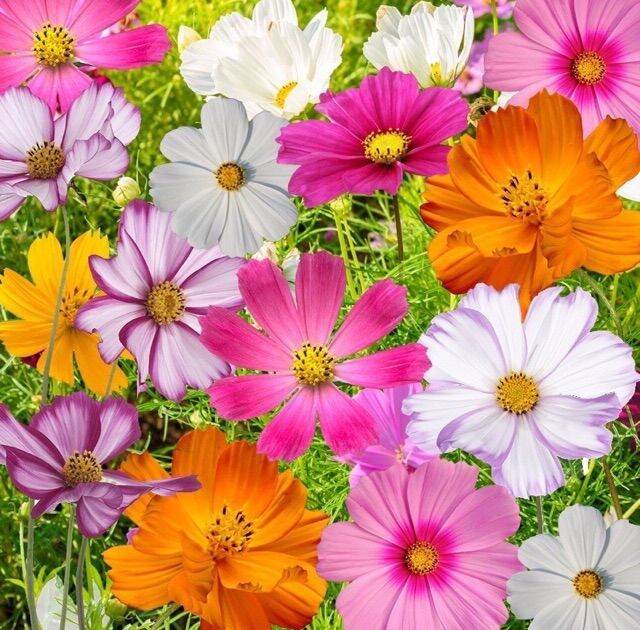 เมล็ดพันธุ์ ดาวกระจาย คละสี ดอกคอสมอส (Mixed Cosmos Flower) บรรจุ 50 ...