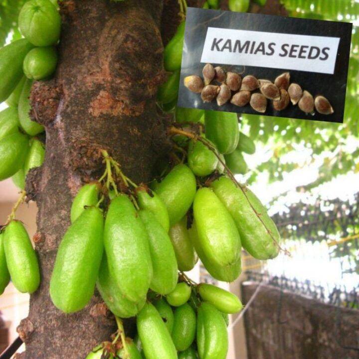 Kamias high-quality plant seeds 50 seeds/pack | Lazada PH