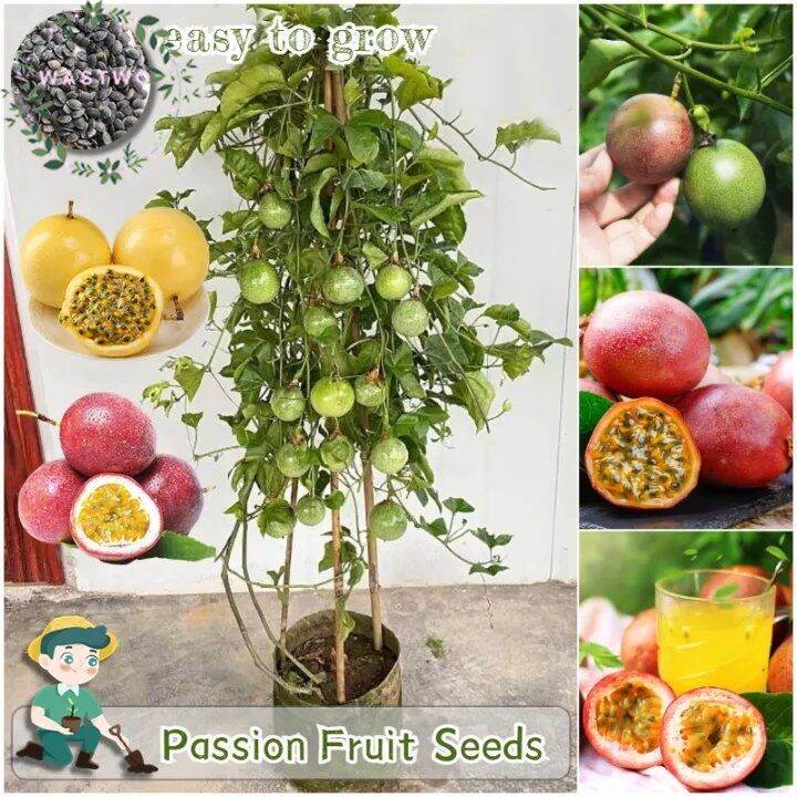 2PACK 10PCS Fresh Passion Fruit Seeds for Planting Fruit Plants Fruit ...