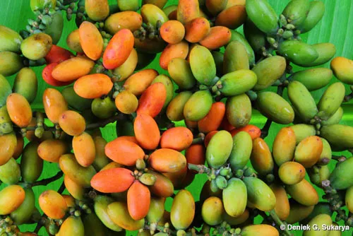 Buah Tangkil/ Melinjo 500 Gram | Lazada Indonesia