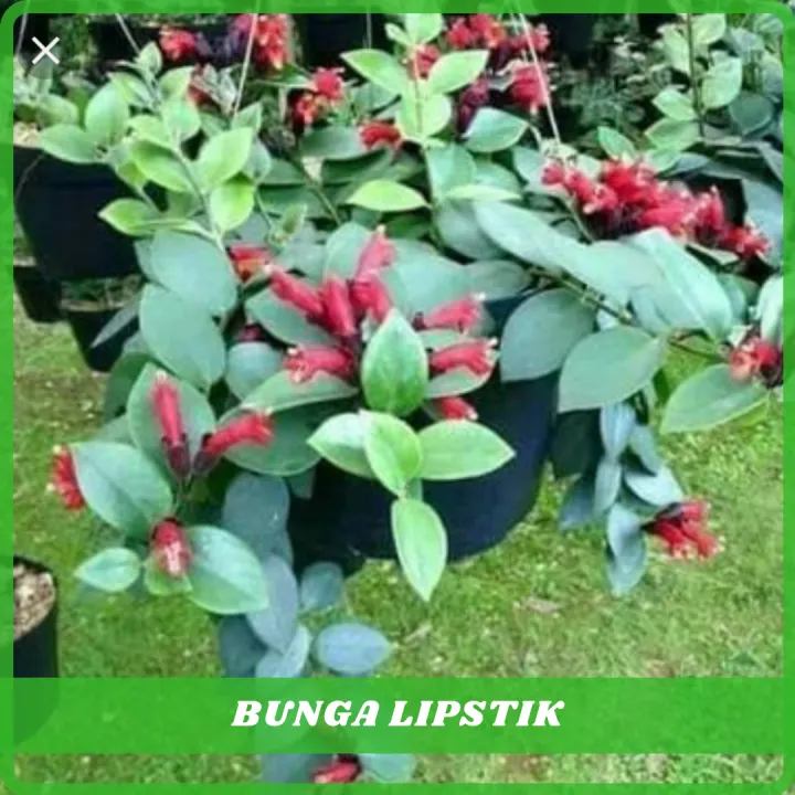 bunga lipstick tanaman hias gantung | Lazada Indonesia