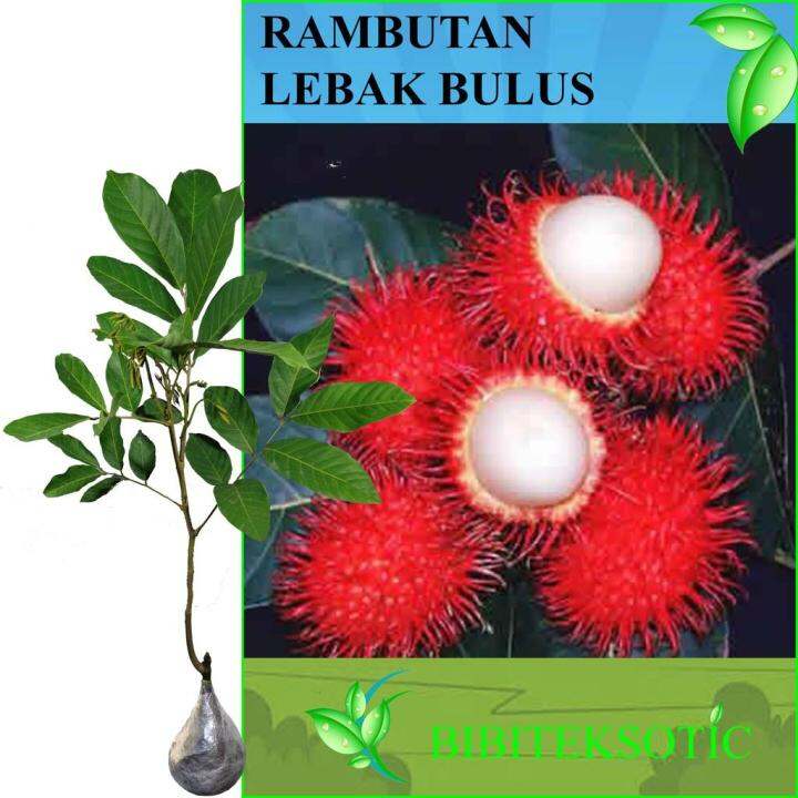 Tanaman Rambutan Lebak Bulus (Tinggi 40-60 Cm) | Lazada Indonesia