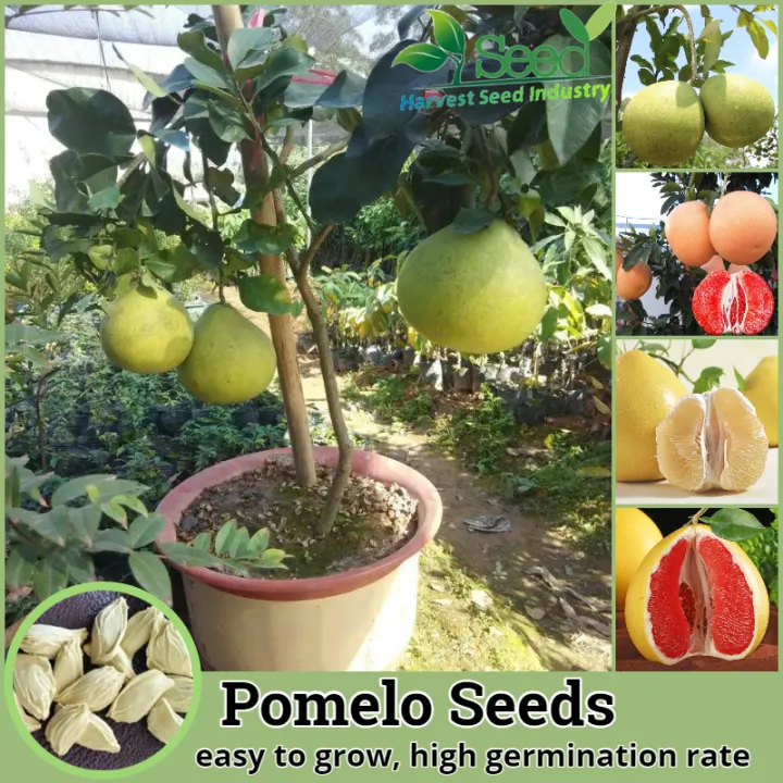 [Fast Germination] Fresh Pomelo Seed 柚子种子 Fruit Seeds for Planting (30 ...