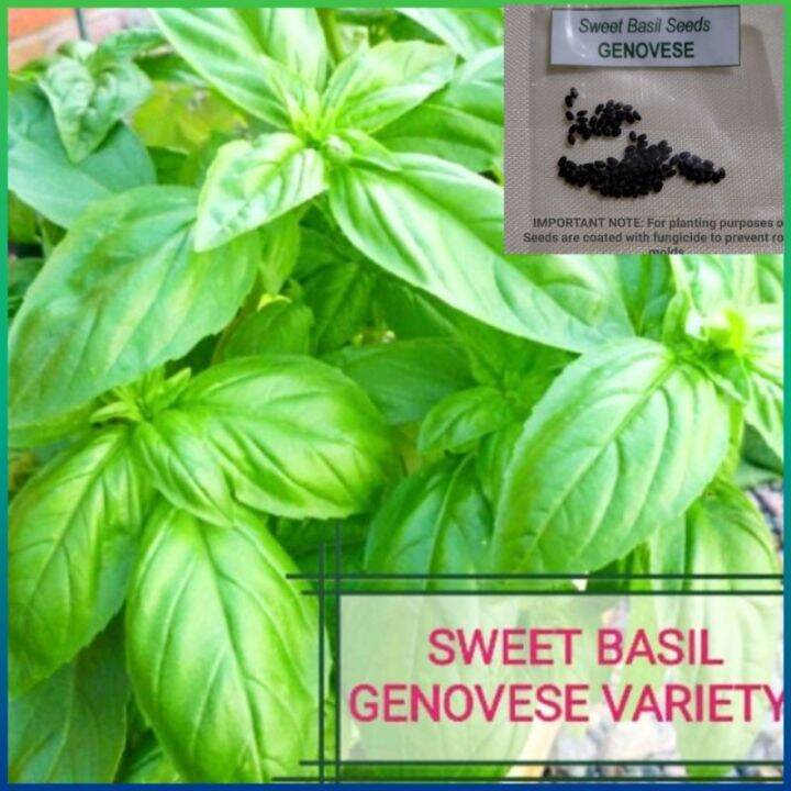 Seeds Basil Sweet Basil Genovese Variety | Lazada PH