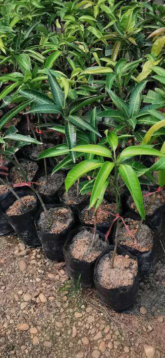 มะม่วงอกร่องทวาย(Oak Rong Mango)ขนาด60ซม. | Lazada.co.th