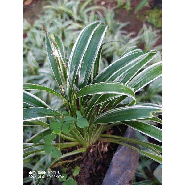 tanaman lily paris variegata indukan rimbun | Lazada Indonesia