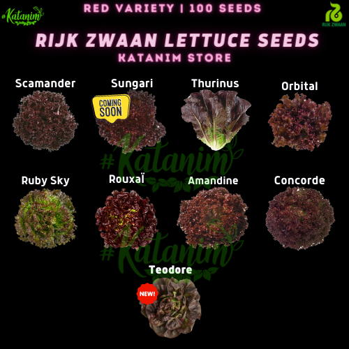 Katanim | RZ Red Lettuce Seeds Collection 2 | (Repacked 100 seeds) Rijk ...