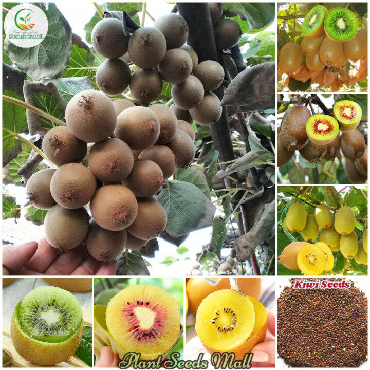 [Fast Delivery] Rare Kiwi Seeds for Planting - Bonsai Fruit Seeds ...