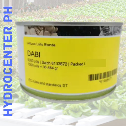 DABI LETTUCE SEEDS BY ENZA ZADEN (5000 SEEDS CAN) | Lazada PH
