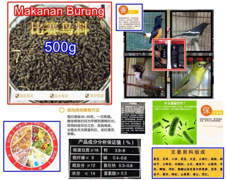 Burung Murai Kampung