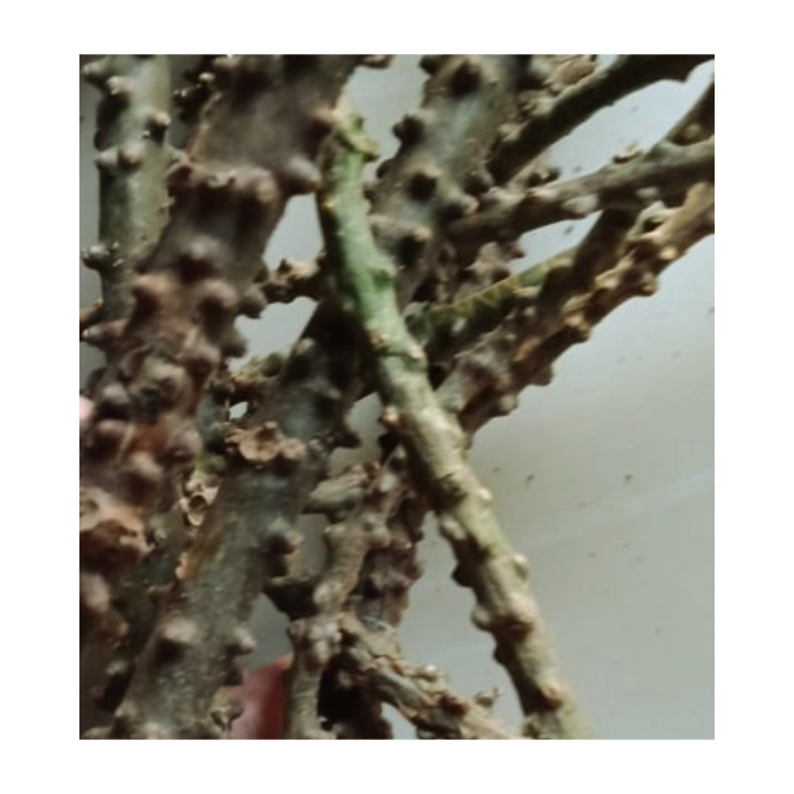 Crafty Panyawan Herbal 500g | Lazada PH