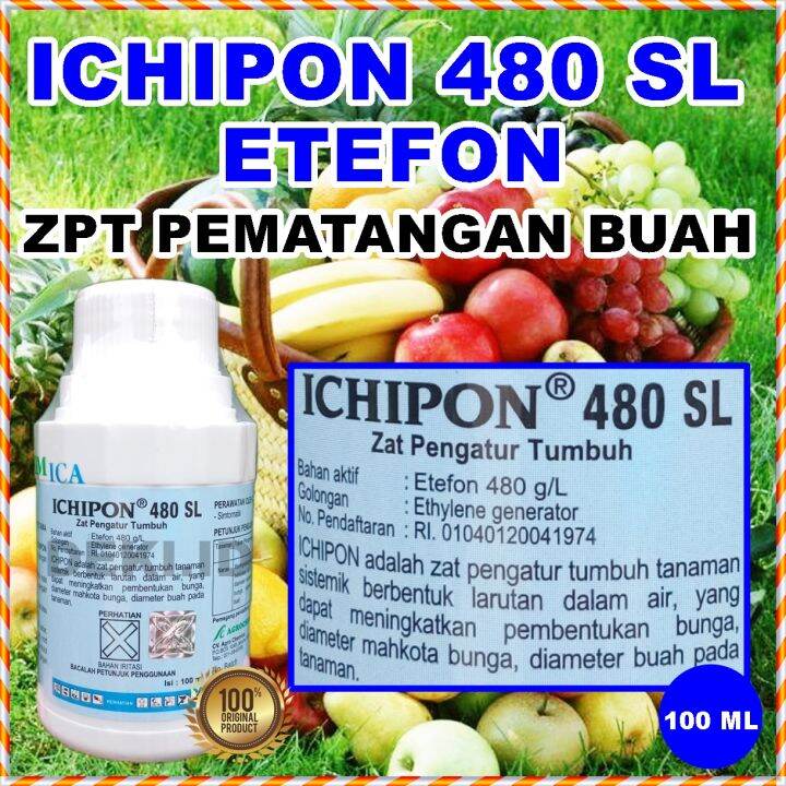 Ichipon 480SL 100 ml ZPT Etefon Zat Pengatur Tumbuh Tanaman Pematang ...