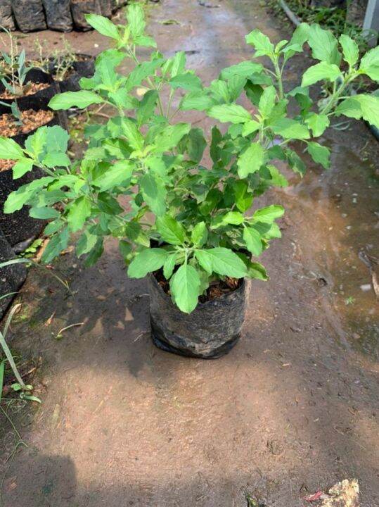 bibit tanaman Daun ruku-ruku atau tulsi /holy basil, obat herbal ...