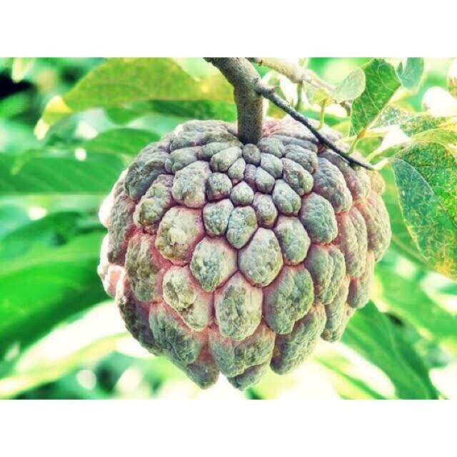 50 Seeds (buy 2 get 1 free) Atis Sugarapple for Sale Easy To Planting ...