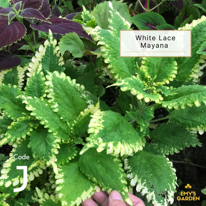 White Lace Green Mayana Cuttings Emys Garden | Lazada PH