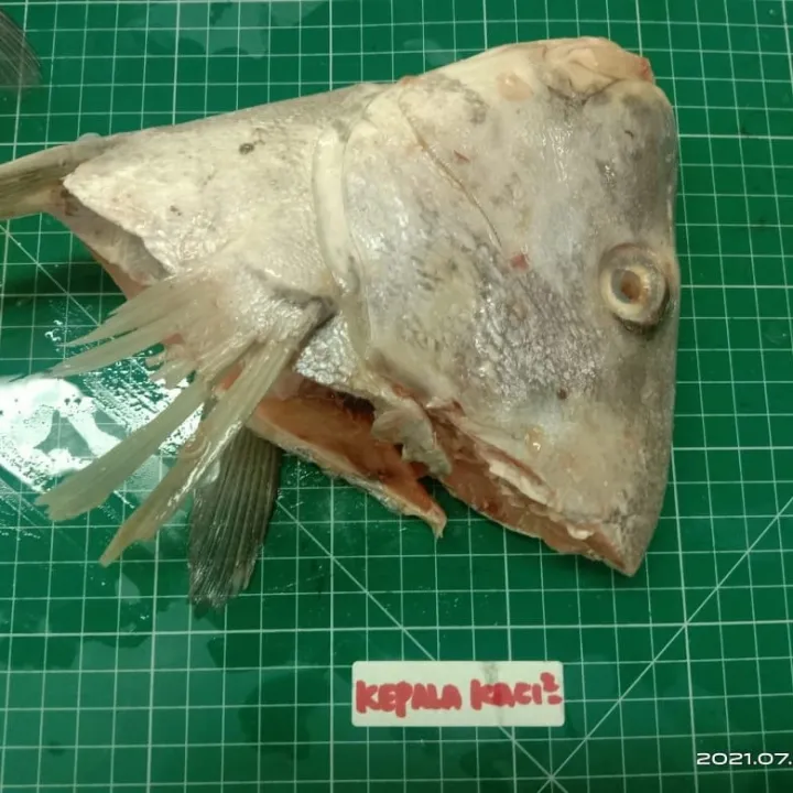 Kepala Ikan Kaci Kaci 1 Kg - 22 Seafood | Lazada Indonesia