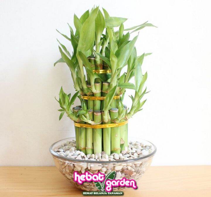 Bambu HOKI Pagoda 315 - Tanaman pembawa keberuntungan - sri rezeki ...