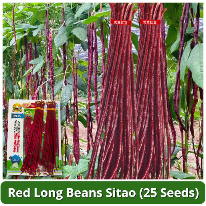 Groweasy High Yield Red Long Beans Seeds F1 Hybrid Seeds Beans Seeds ...