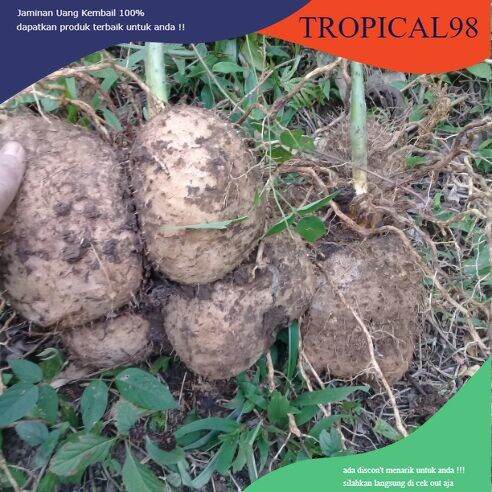 Umbi gadung / ubi gadung segar 1kg | Lazada Indonesia