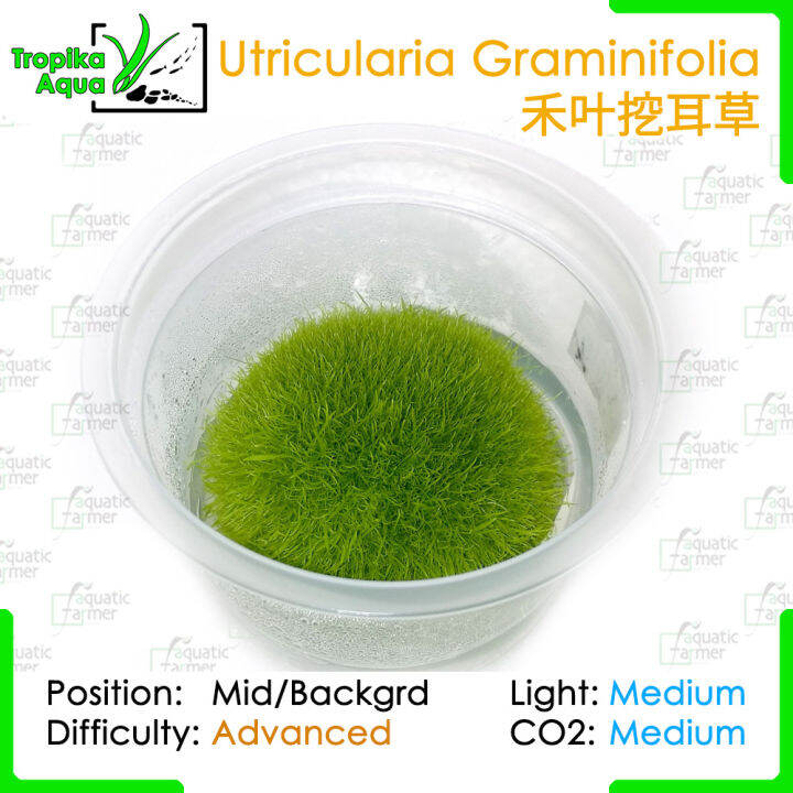 Utricularia Graminifolia UG 禾叶挖耳草 -Aquatic Farmer Tissue Culture wabi kusa Fish Tank Plant ...