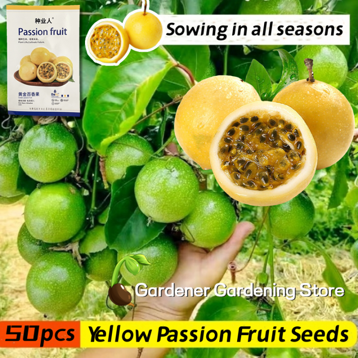 100% Original Rare Yellow Passion Fruit Seeds for Planting (50pcs ...