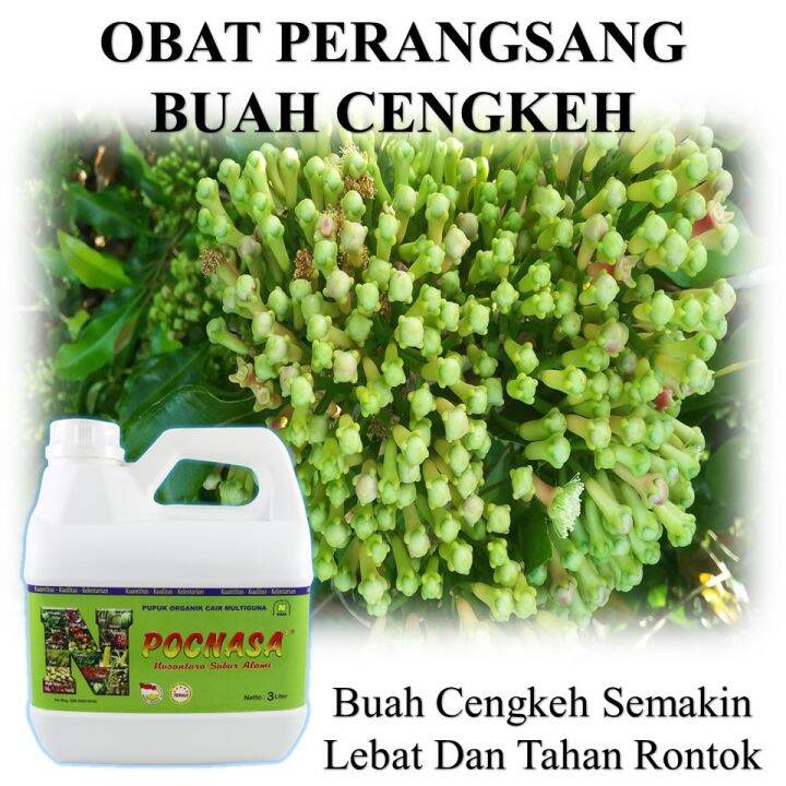 Obat Perangsang Buah Cengkeh / Pupuk Organik Cair 3 Liter / Poc Boster ...